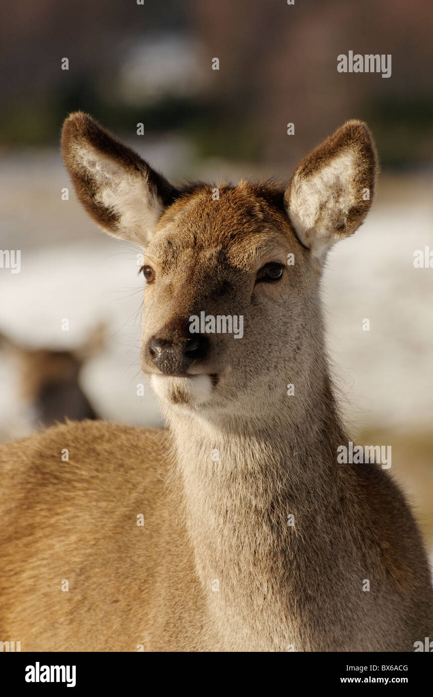 A female Red Deer in the snow, Kincraig, Scotland Stock Photo - Alamy