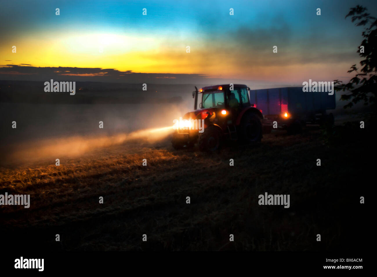 Harvester tractor harvests wheat on hi-res stock photography and images ...