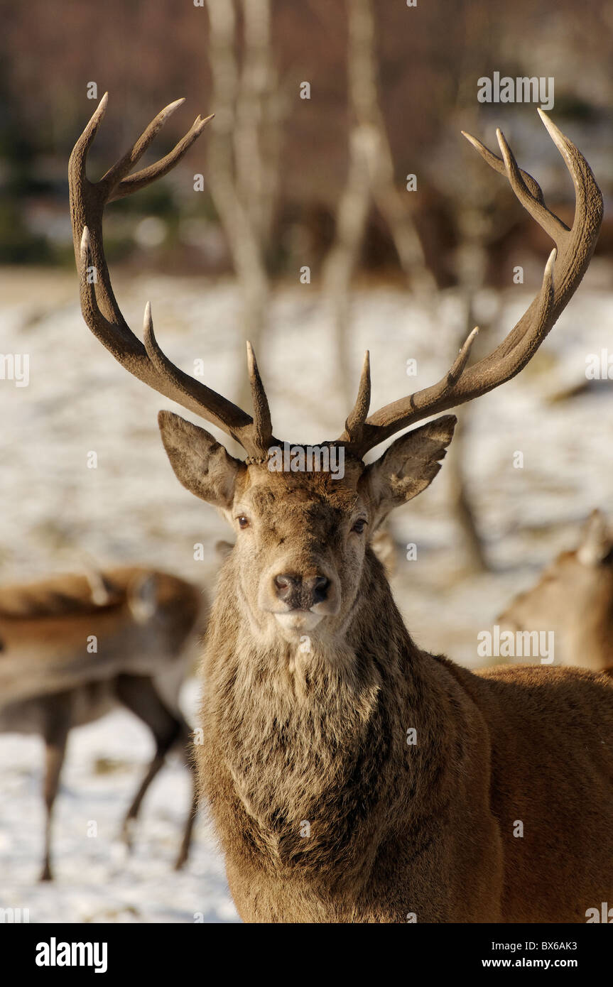 A Red Deer stag in the snow, Kincraig Wildlife Park, Scotland Stock ...