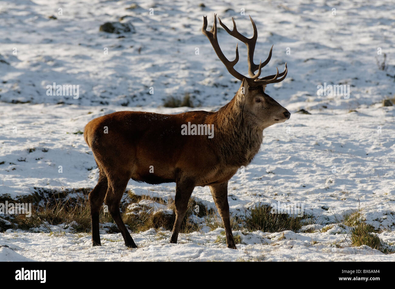 A Red Deer stag in the snow, Kincraig Wildlife Park, Scotland Stock ...