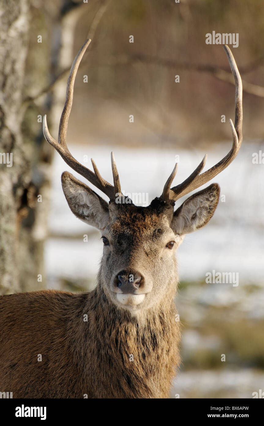 A Red Deer stag in the snow, Kincraig Wildlife Park Stock Photo - Alamy