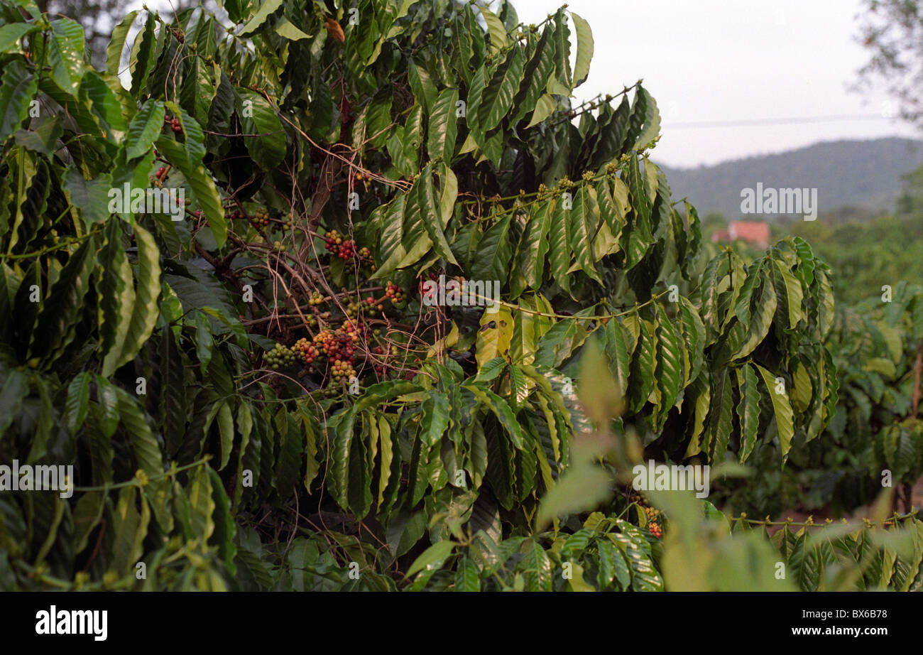 A coffe-tree with ripe coffee beans in Kontum, Vietnam, Nov. 8, 2008 ...