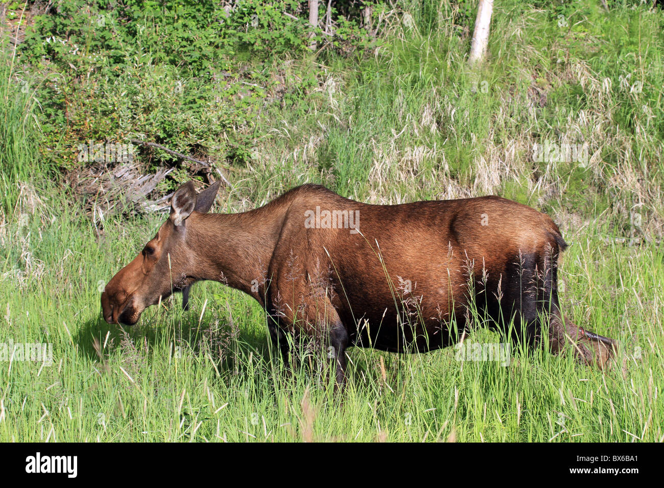 A large female moose running through the grass in Fairbanks, Alaska ...
