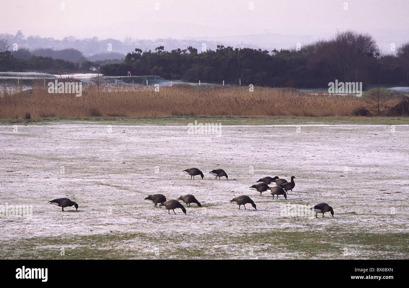 Exe estuary dawlish hi-res stock photography and images - Alamy