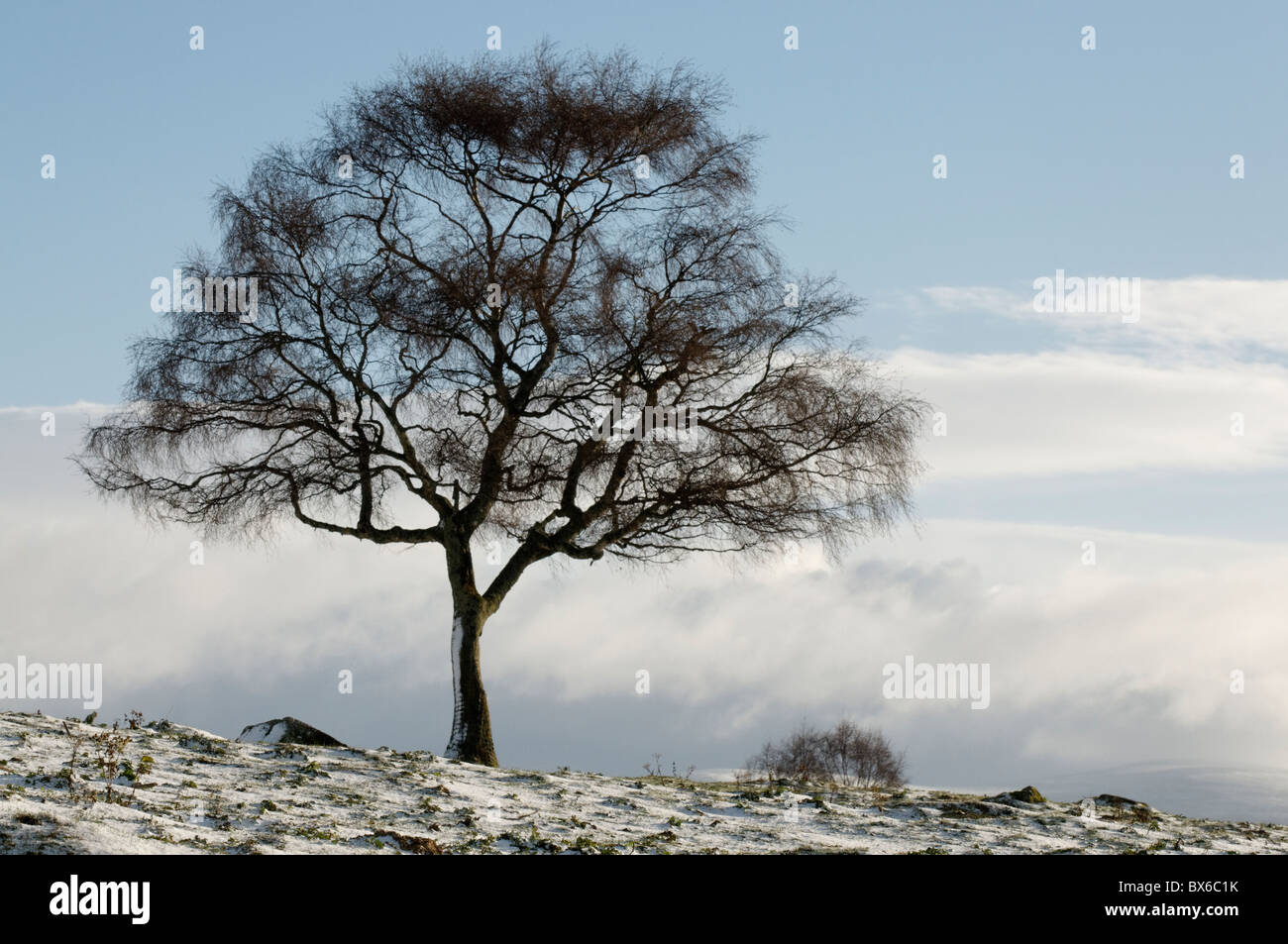 An old Silver Birch tree in winter Stock Photo - Alamy