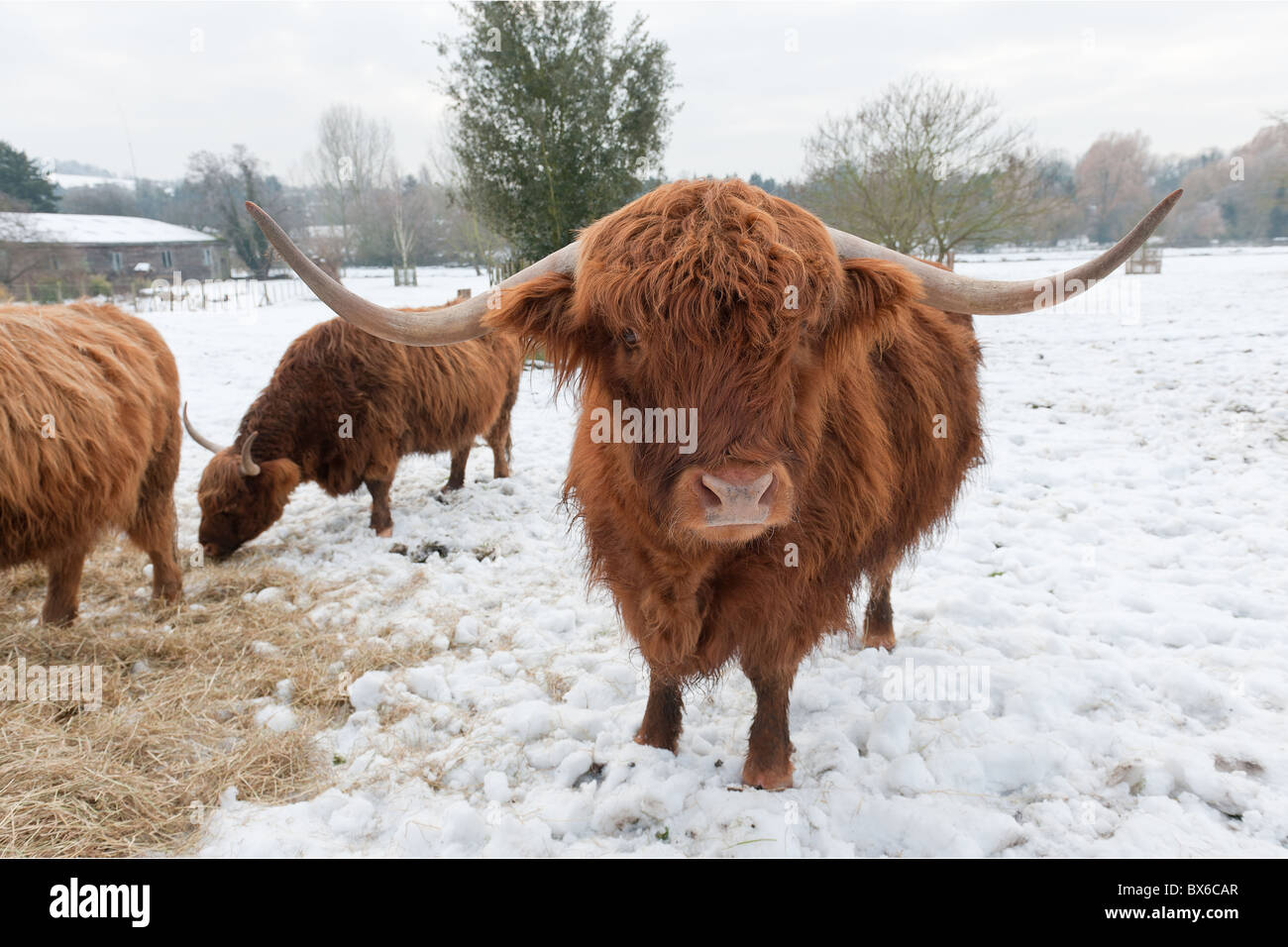 Aberdeen Angus livestock kept alive in harsh conditions due to heavy ...