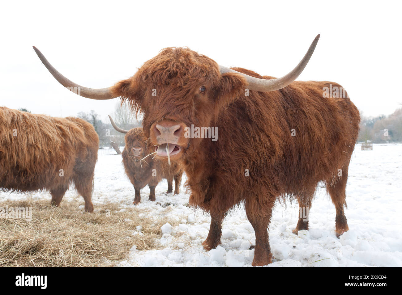 Aberdeen Angus livestock kept alive in harsh conditions due to heavy ...