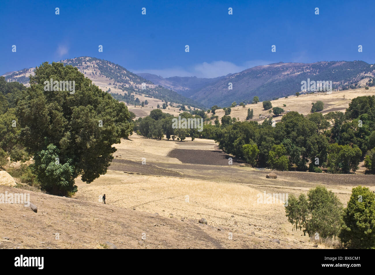 Bale mountain ethiopia hi-res stock photography and images - Alamy