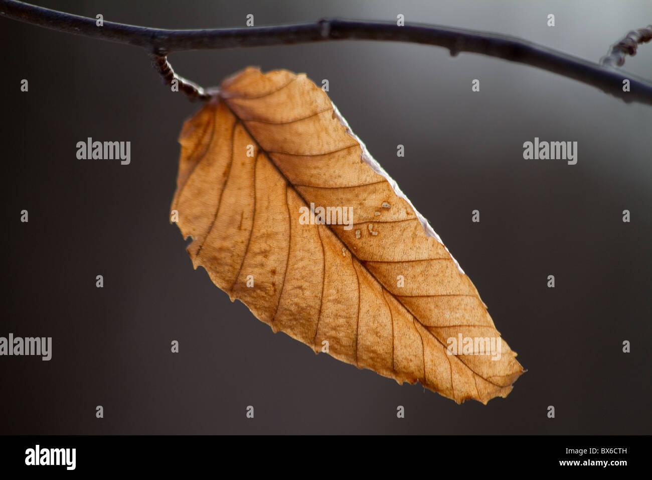 A last dead leaf clings on to its branch Stock Photo - Alamy