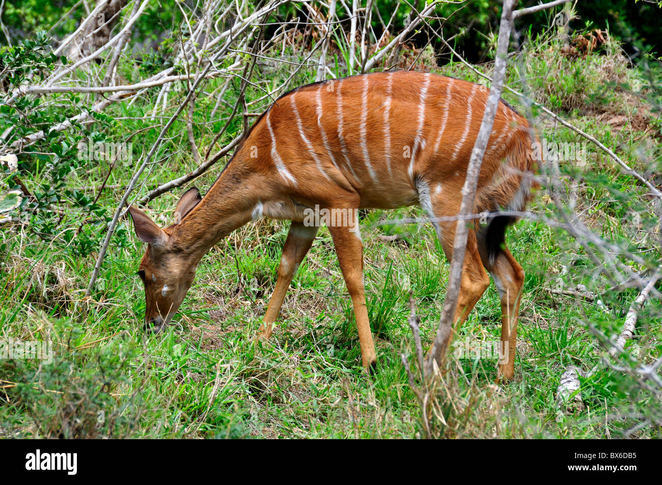 Nyala antelope hi-res stock photography and images - Alamy