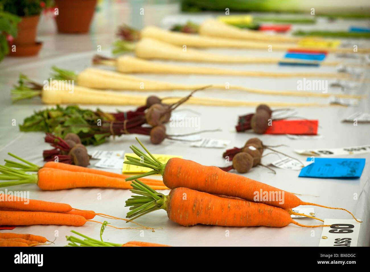 Vegetable growing competition hi-res stock photography and images - Alamy