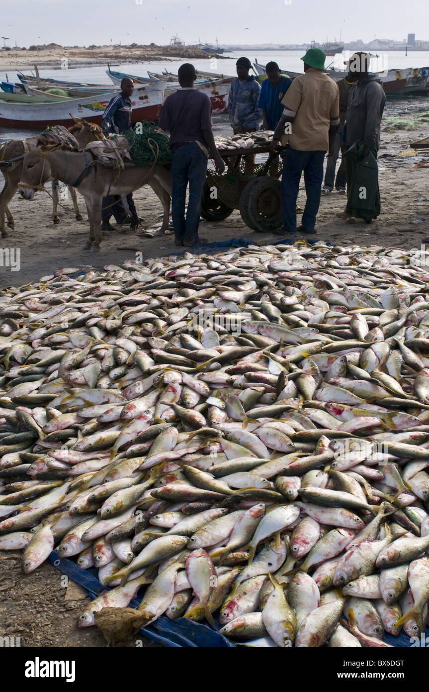 Fish for sale laid out on the ground at the fish market, Nouadhibou ...