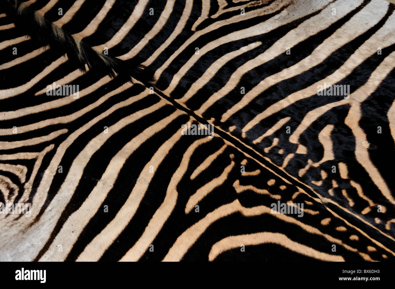 A zebra skin rug Stock Photo - Alamy