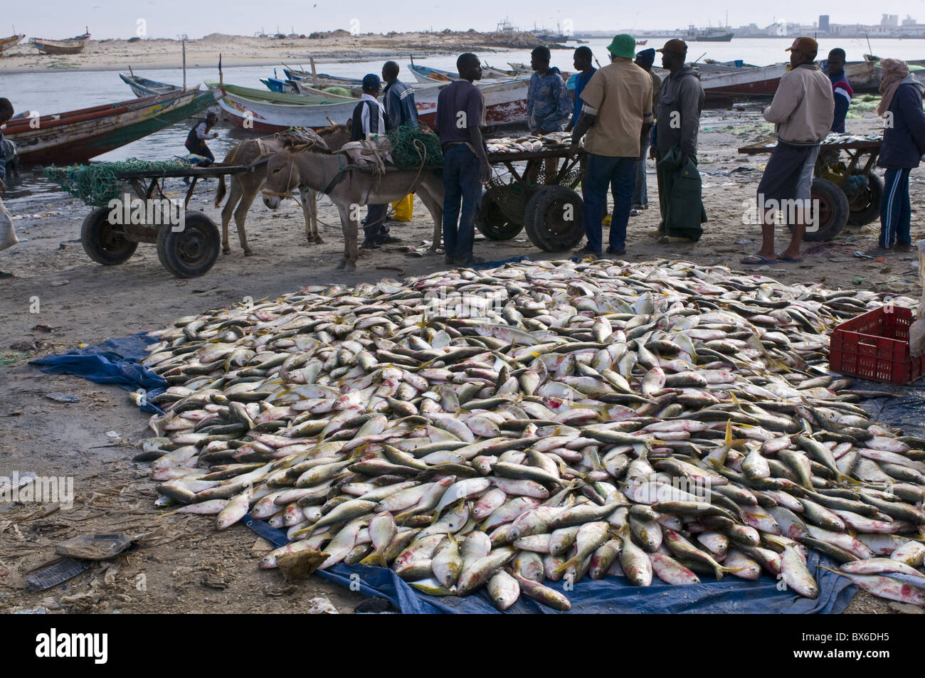 Men Mauritania High Resolution Stock Photography and Images - Alamy
