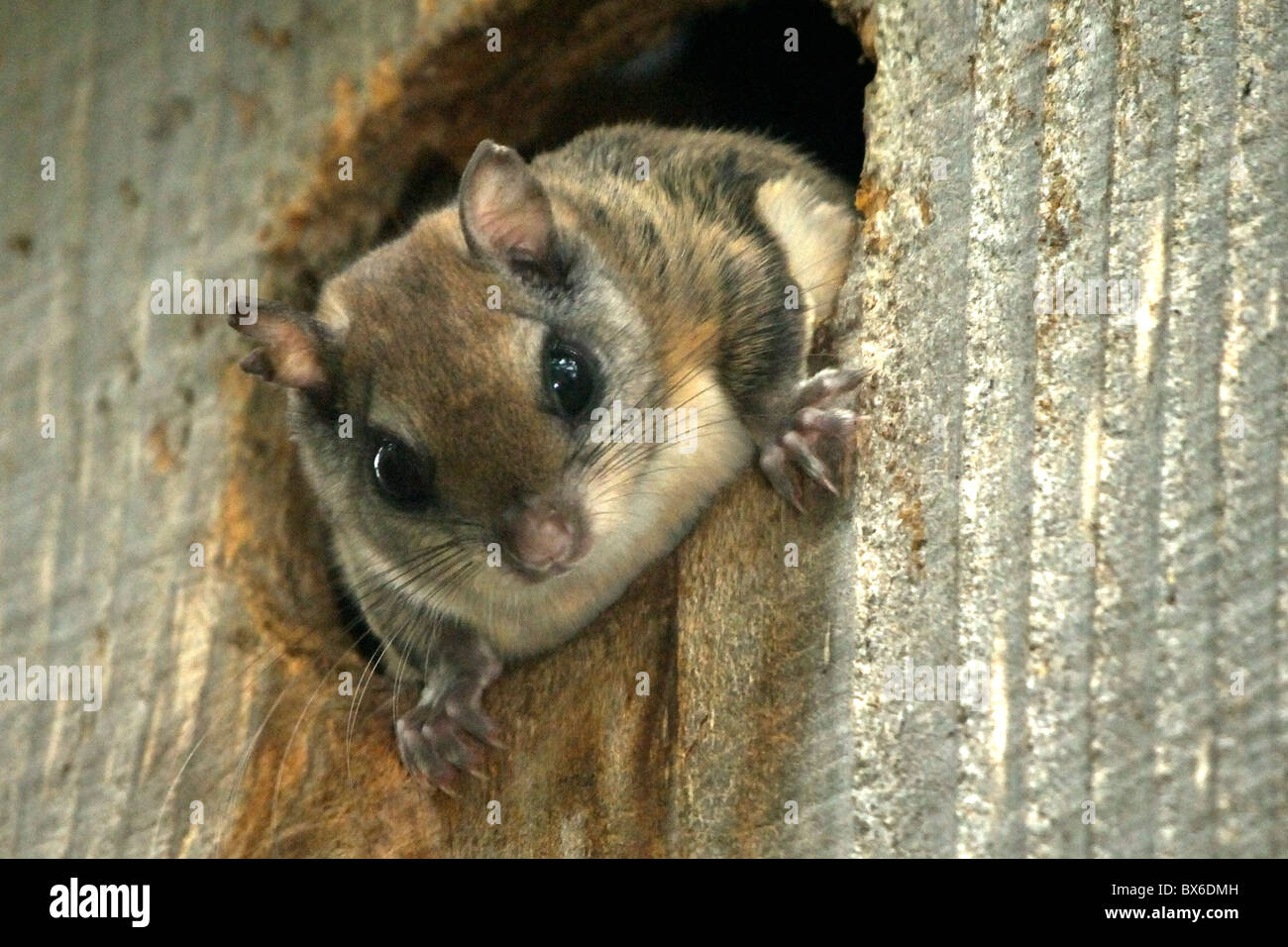 Northern Flying Squirrel Range