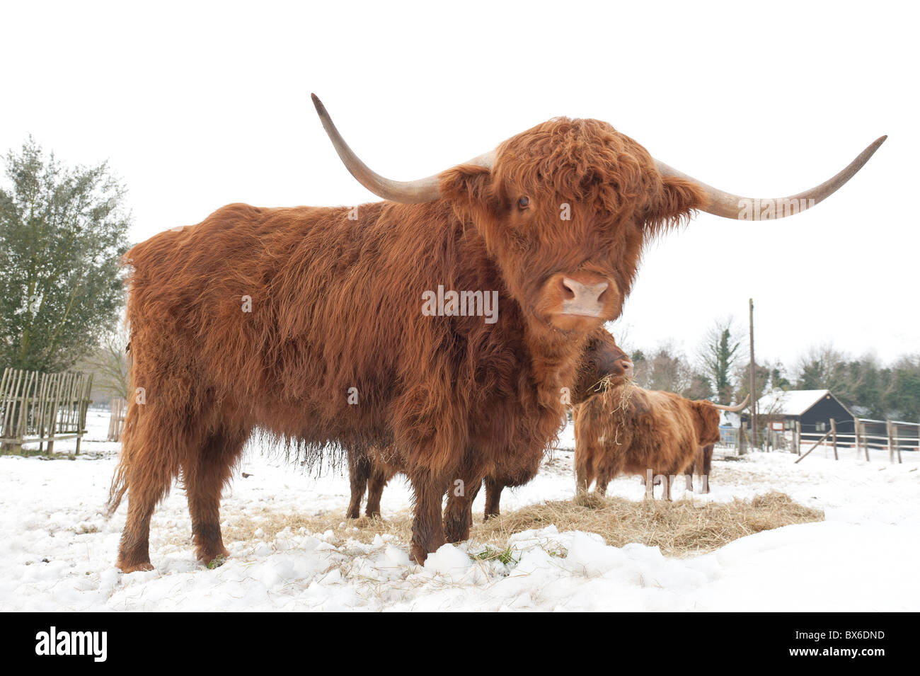 Young Bull Eating Hay High Resolution Stock Photography and Images - Alamy