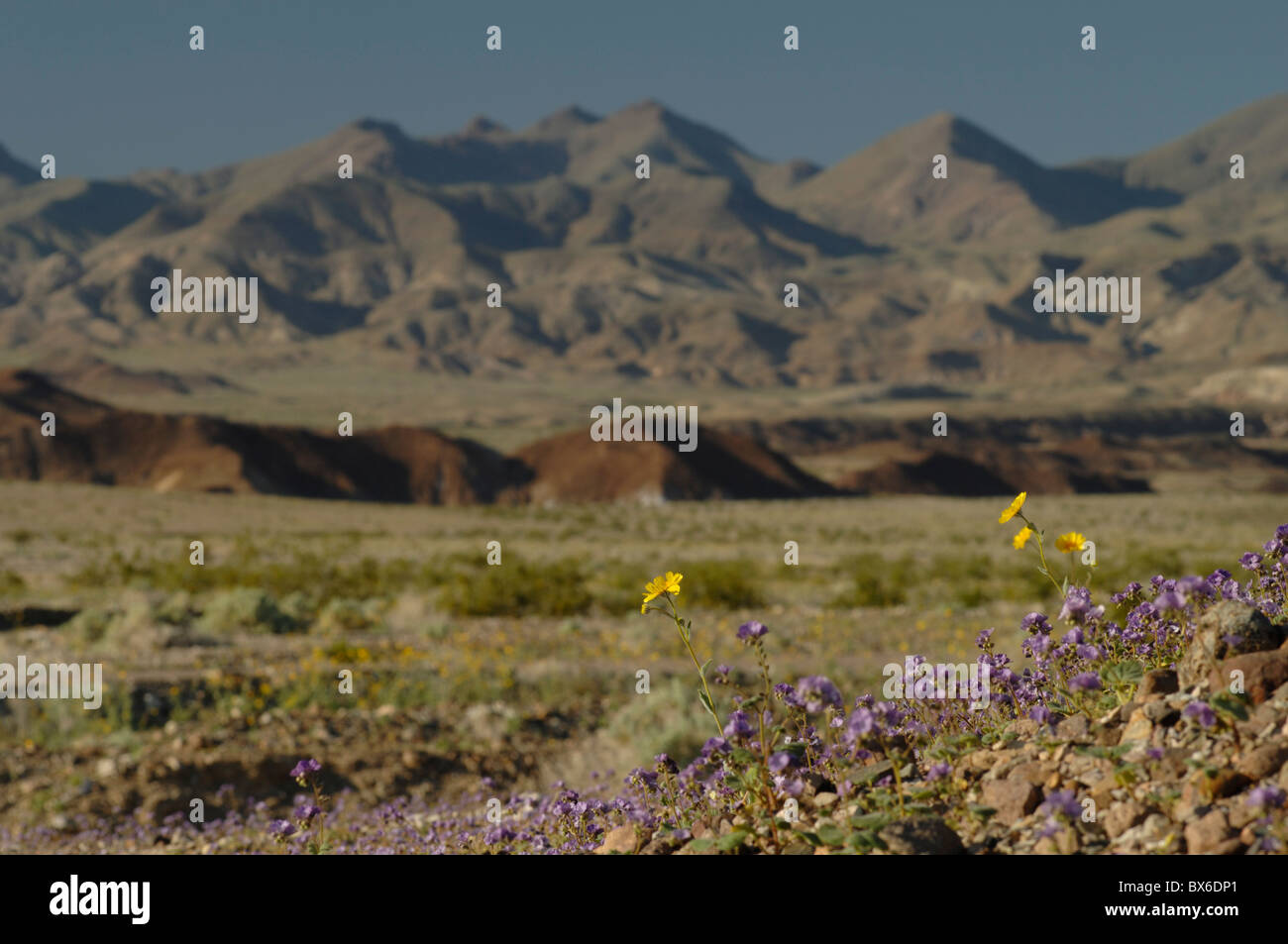 Death valley spring wildflowers hi-res stock photography and images - Alamy