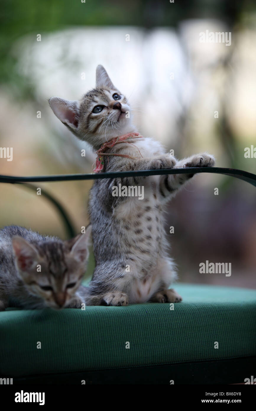 cute little indian kitten Stock Photo - Alamy