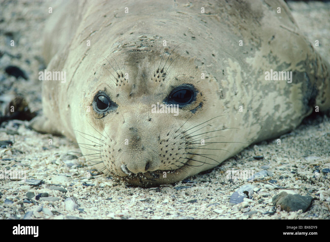 Young elephant seal (Mirounga angustirostris Stock Photo - Alamy