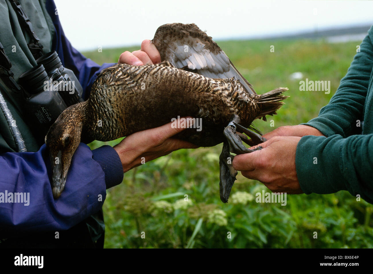 Waterfowl banding hi-res stock photography and images - Alamy