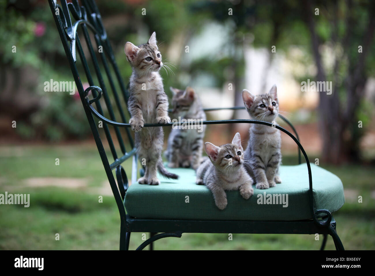 cute little indian kitten Stock Photo - Alamy