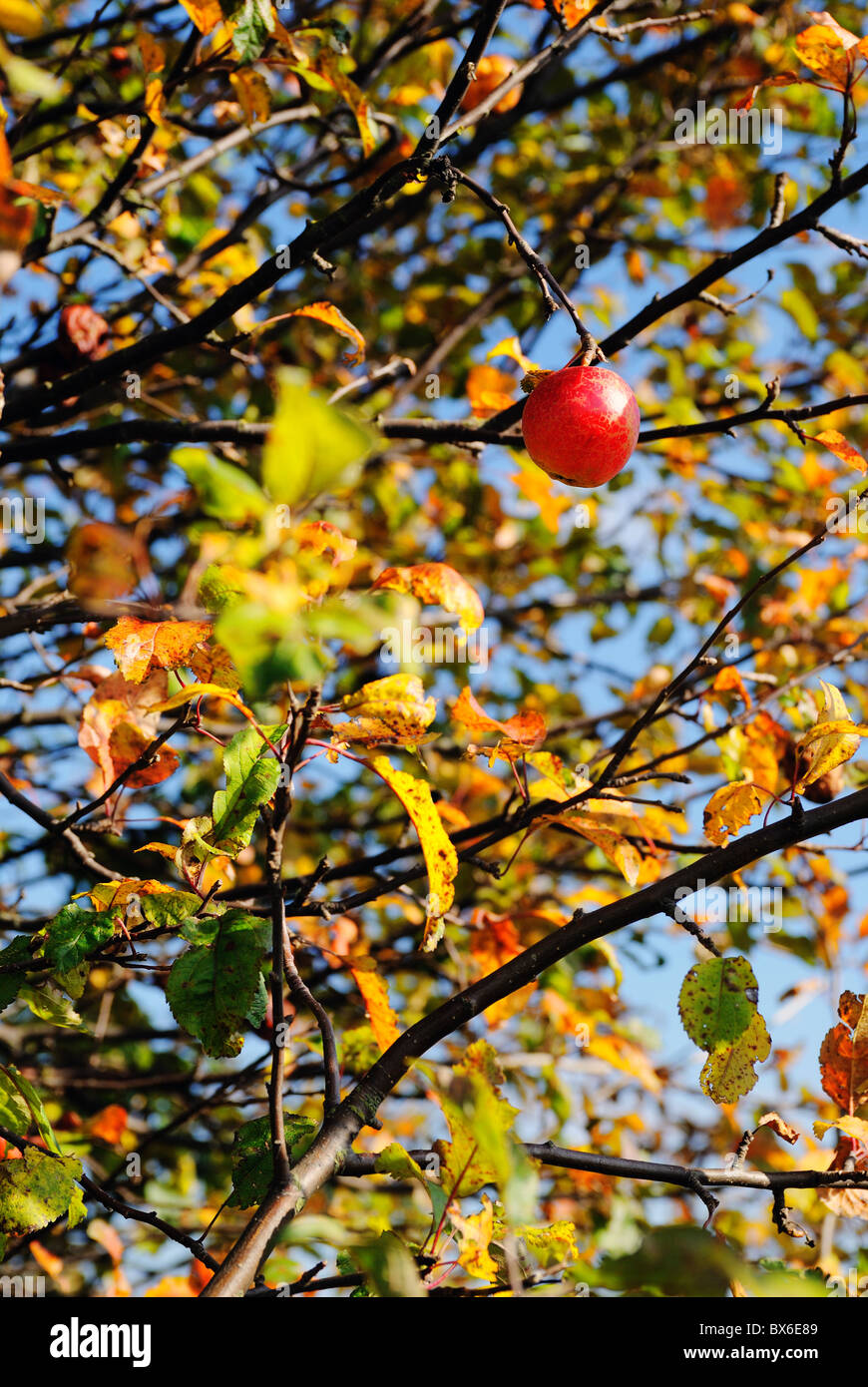 Red apple on the tree branch, Autumn, Ukraine Stock Photo - Alamy