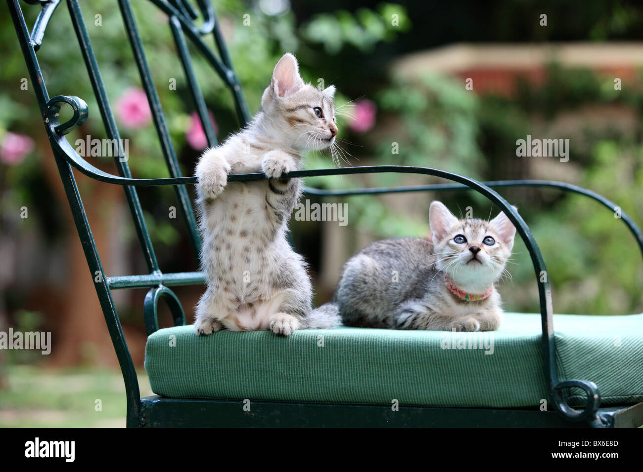 cute little indian kitten Stock Photo - Alamy