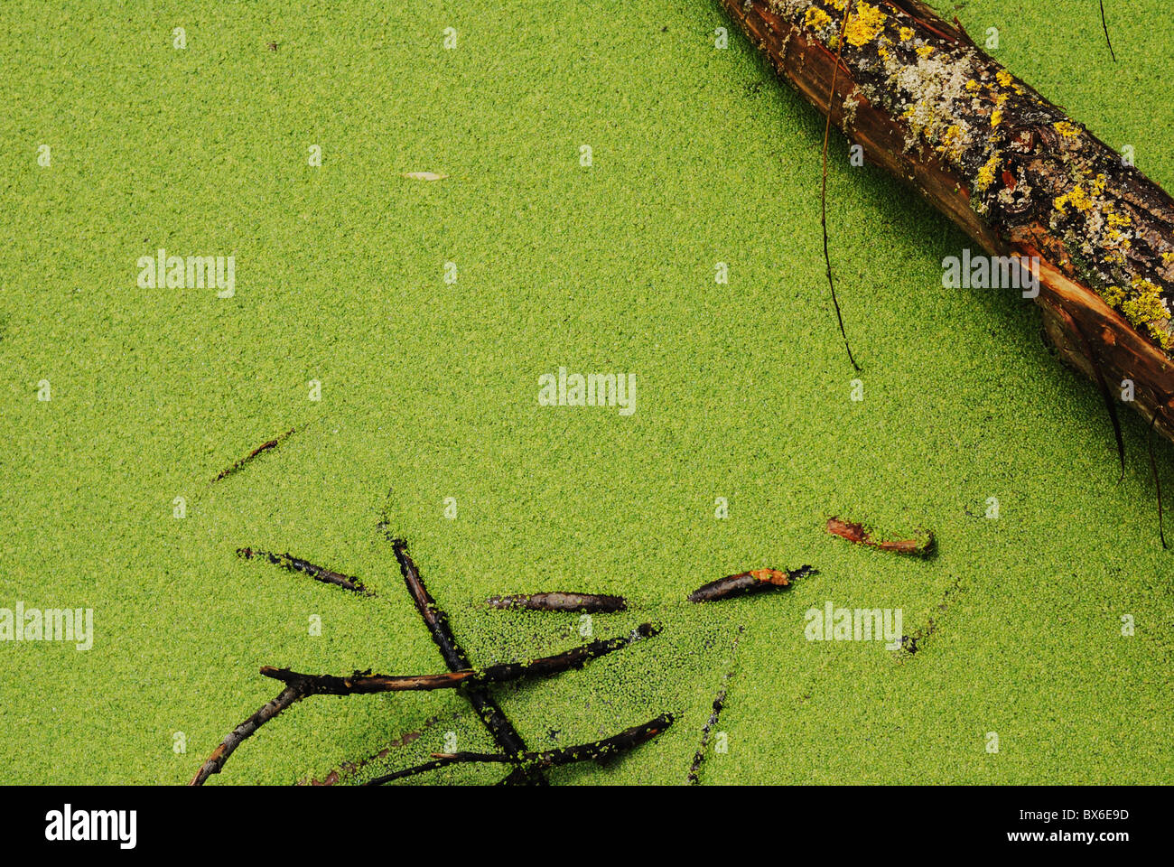 Duckweed on the surface of a garden pond Stock Photo - Alamy