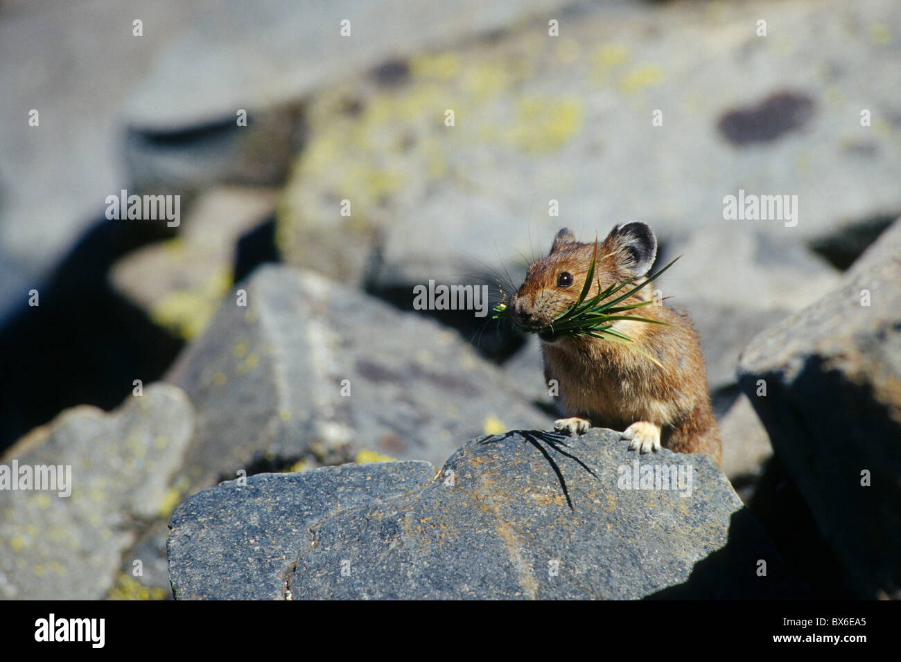 American pika food hi-res stock photography and images - Alamy