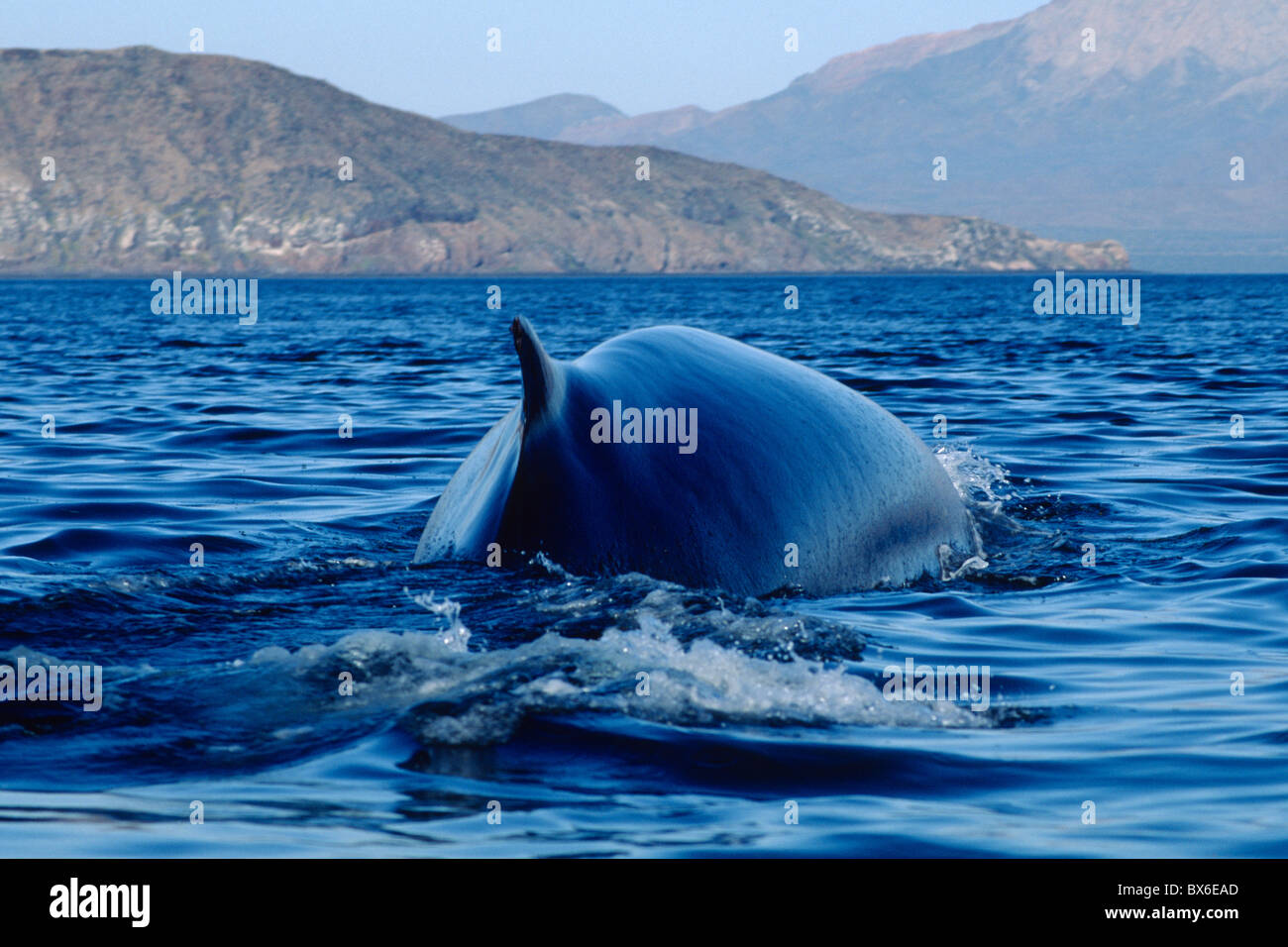 Finback whale (Balaenoptera physalus Stock Photo - Alamy