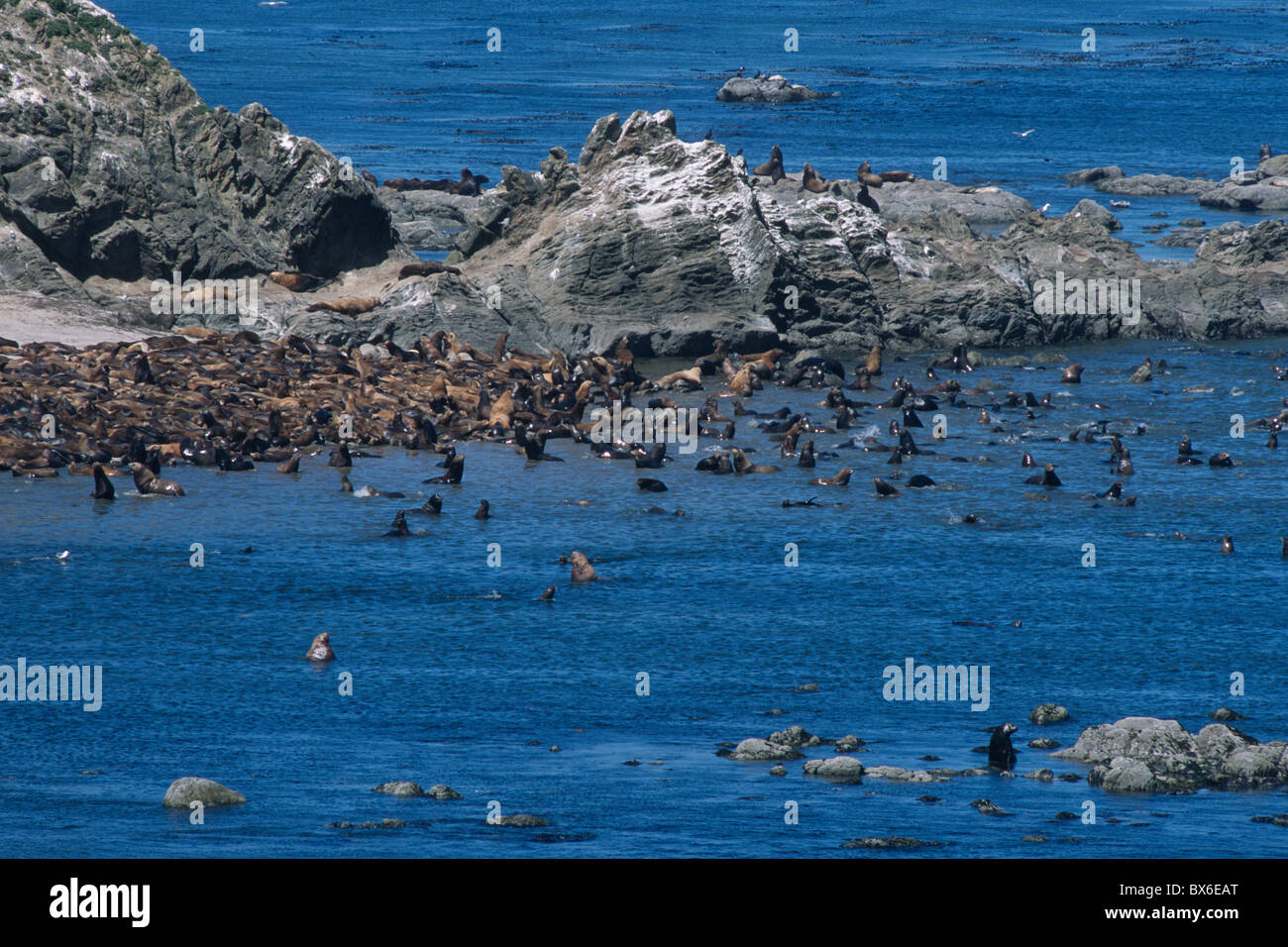 California sea lions (Zalophus californianus), Simpson Reef Stock Photo ...