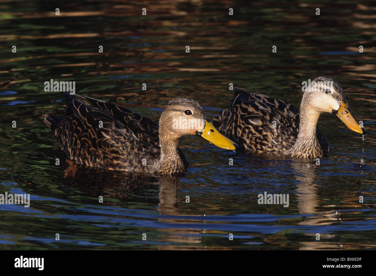 Mottled duck (Anas fulvigula Stock Photo - Alamy