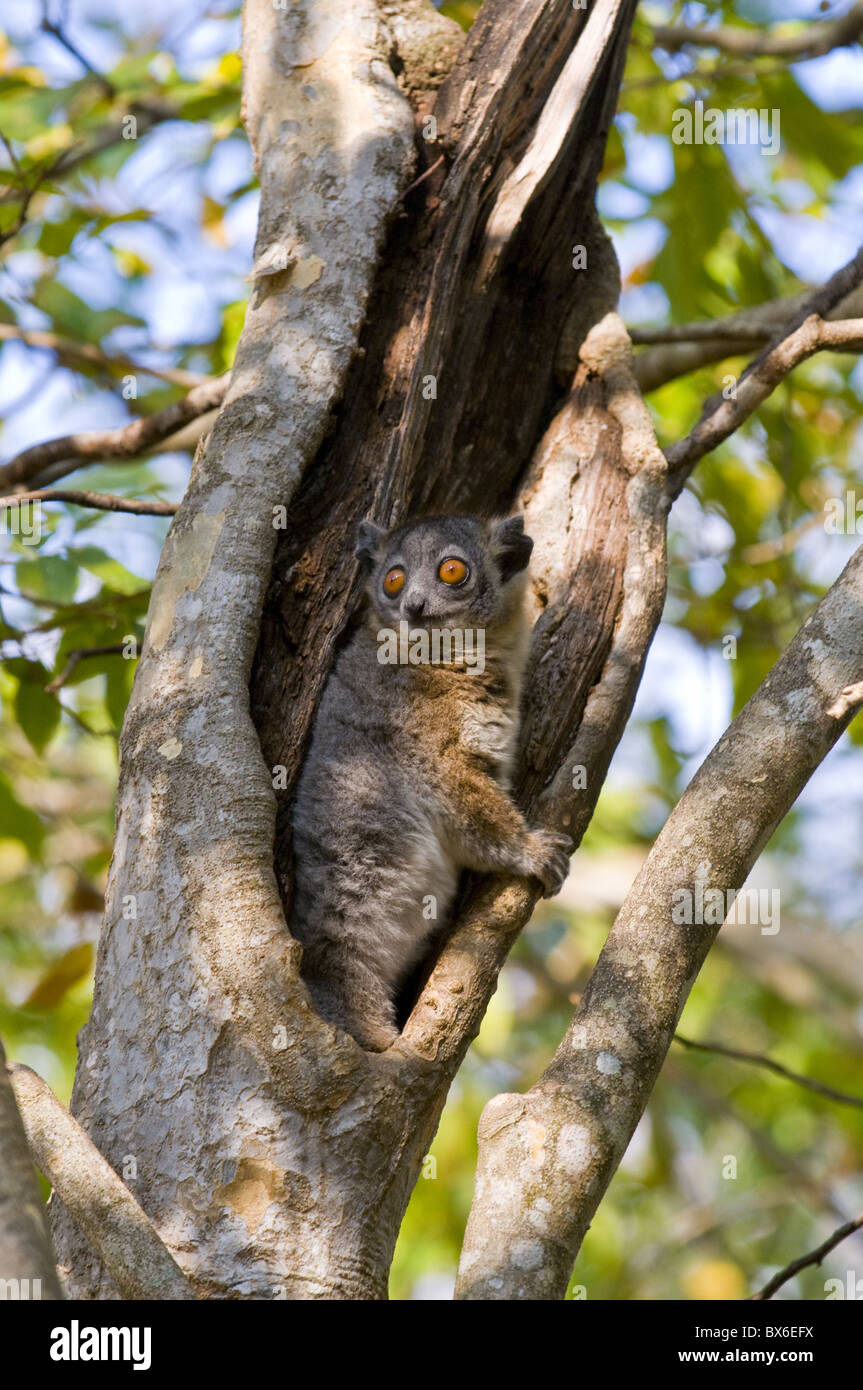 White-footed Sportive Lemur (Lepilemur leucopus), Berenty Private ...