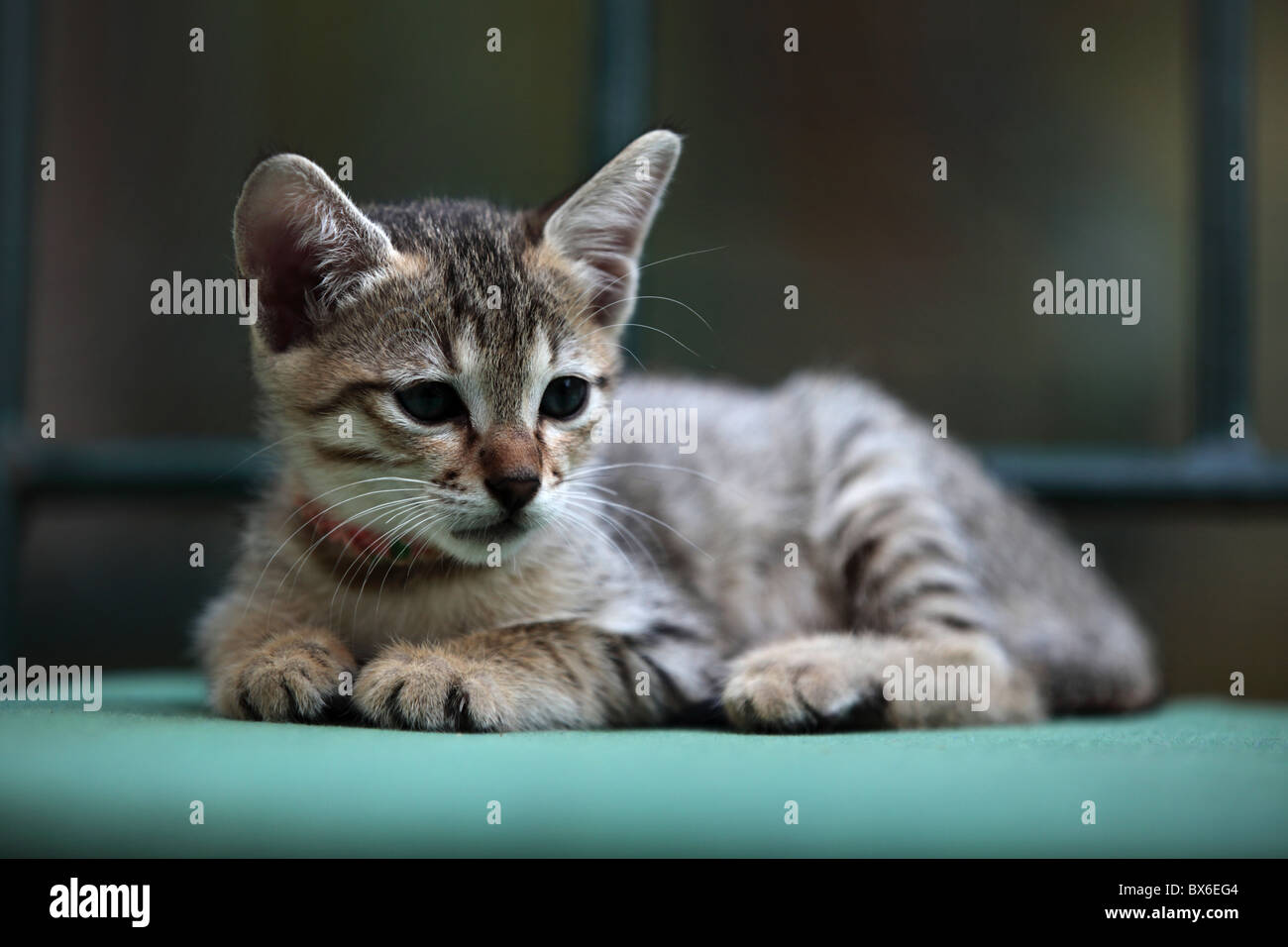 cute little indian kitten Stock Photo - Alamy