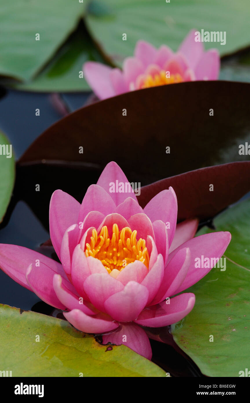 Water lily (Nymphaea Stock Photo - Alamy