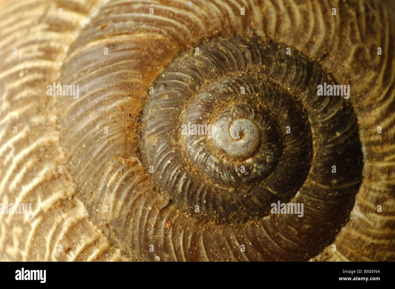 Mollusca spiral hi-res stock photography and images - Alamy