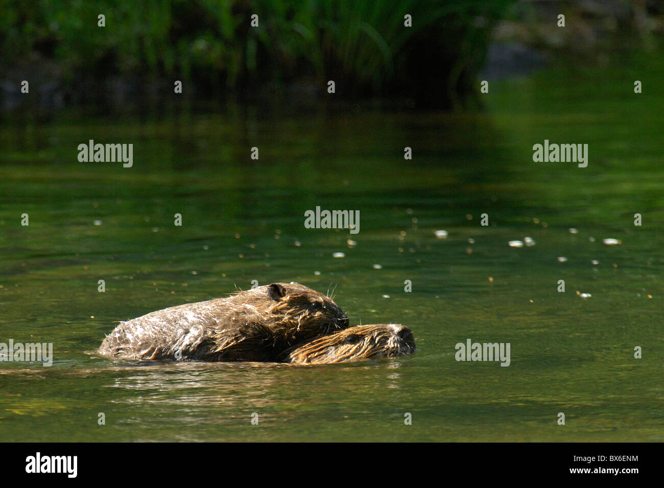 Beaver (Castor canadensis), adult with young beaver riding on adult's ...