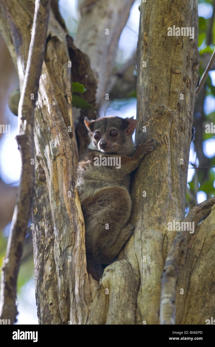 Microcebus ravelobensis (Golden-brown Mouse Lemur), Ankarafantsika ...