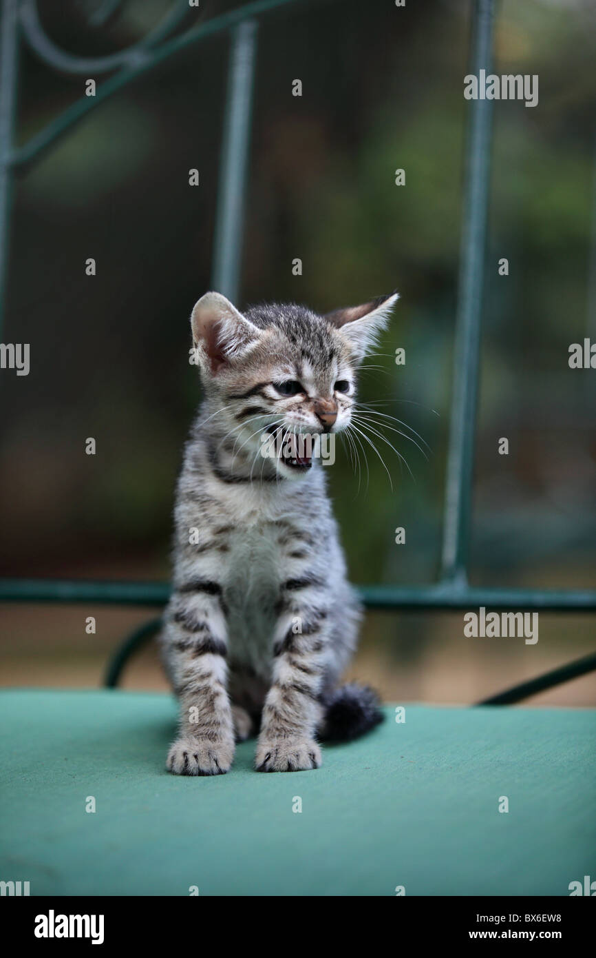 cute little indian kitten Stock Photo - Alamy