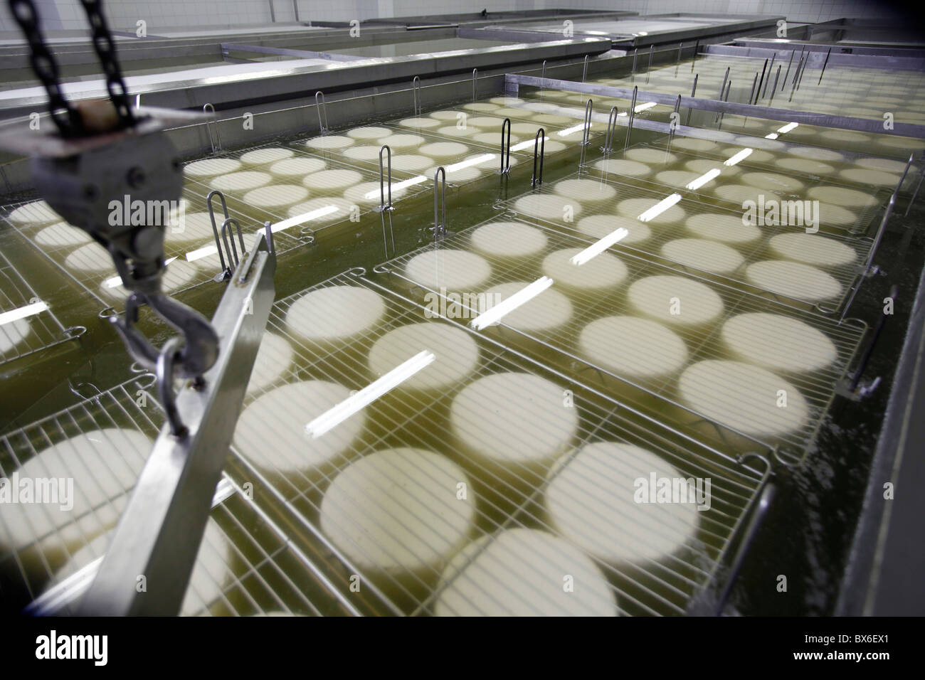 cheese, blue cheese, dairy works, cheesemaking, Niva Stock Photo - Alamy