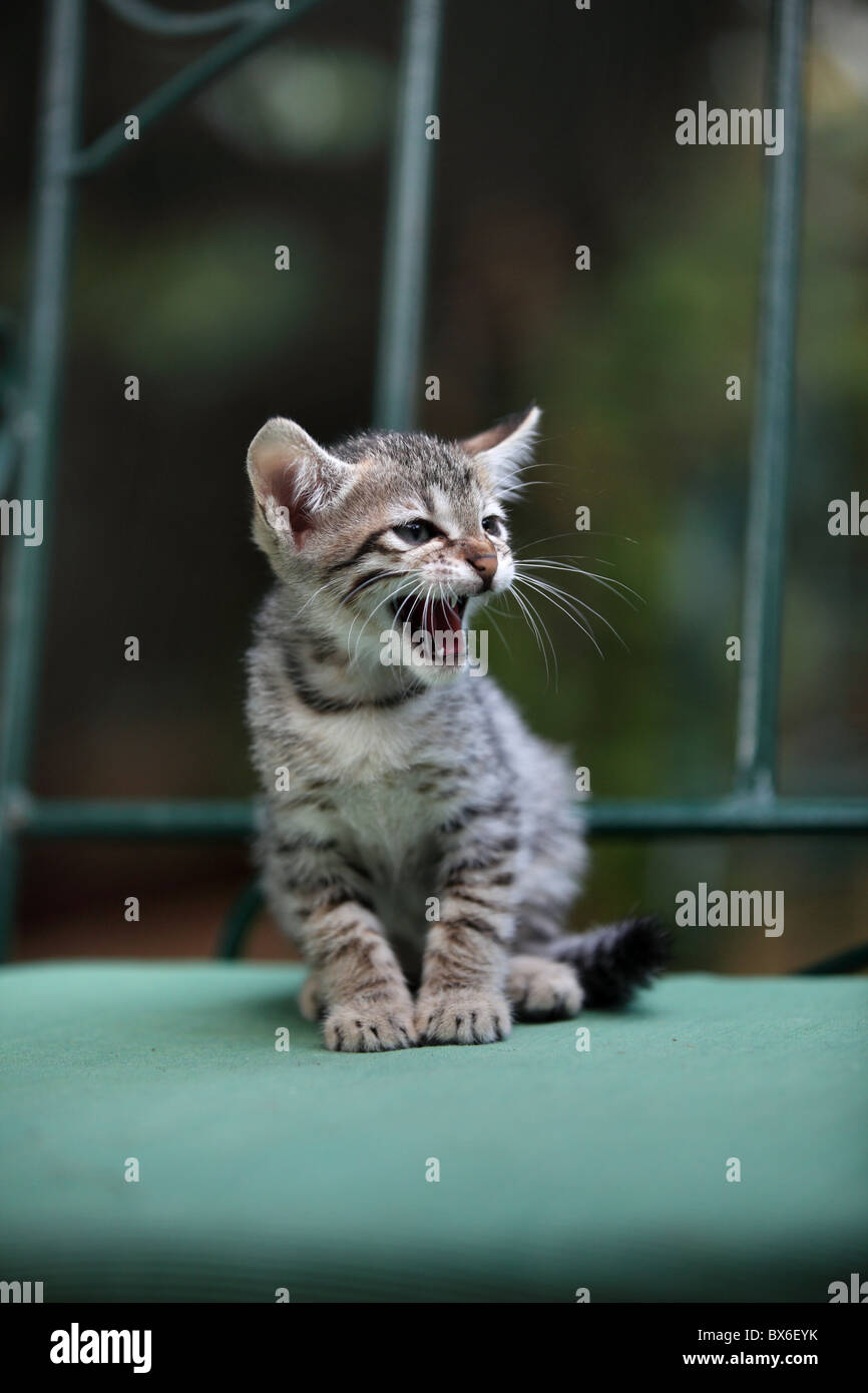 cute little indian kitten Stock Photo - Alamy