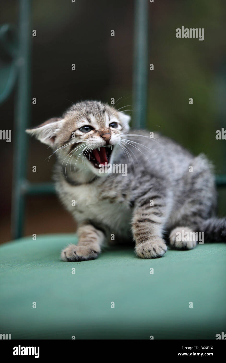 cute little indian kitten Stock Photo - Alamy