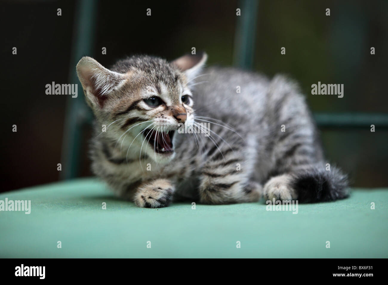 cute little indian kitten Stock Photo - Alamy