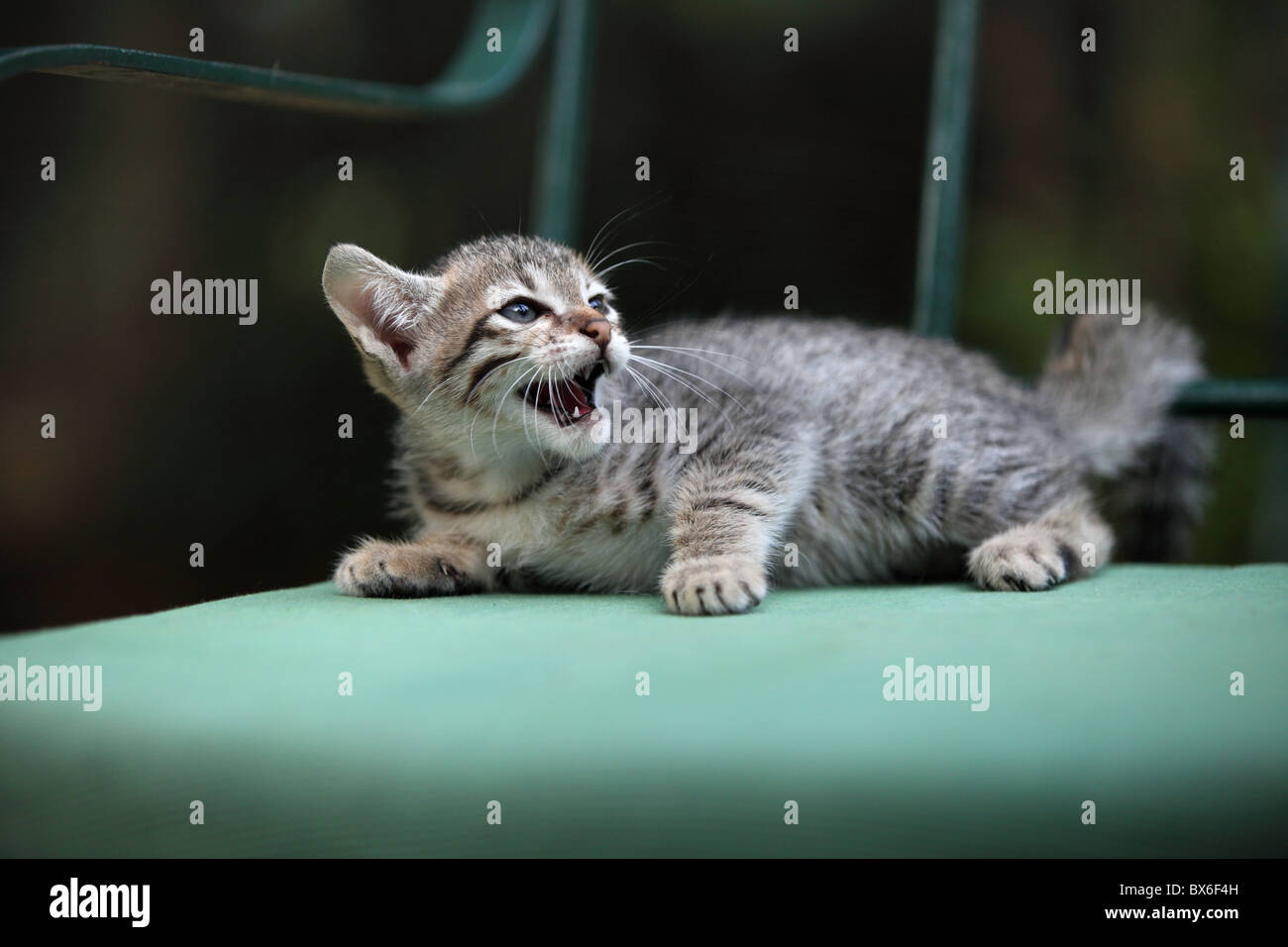 cute little indian kitten Stock Photo - Alamy