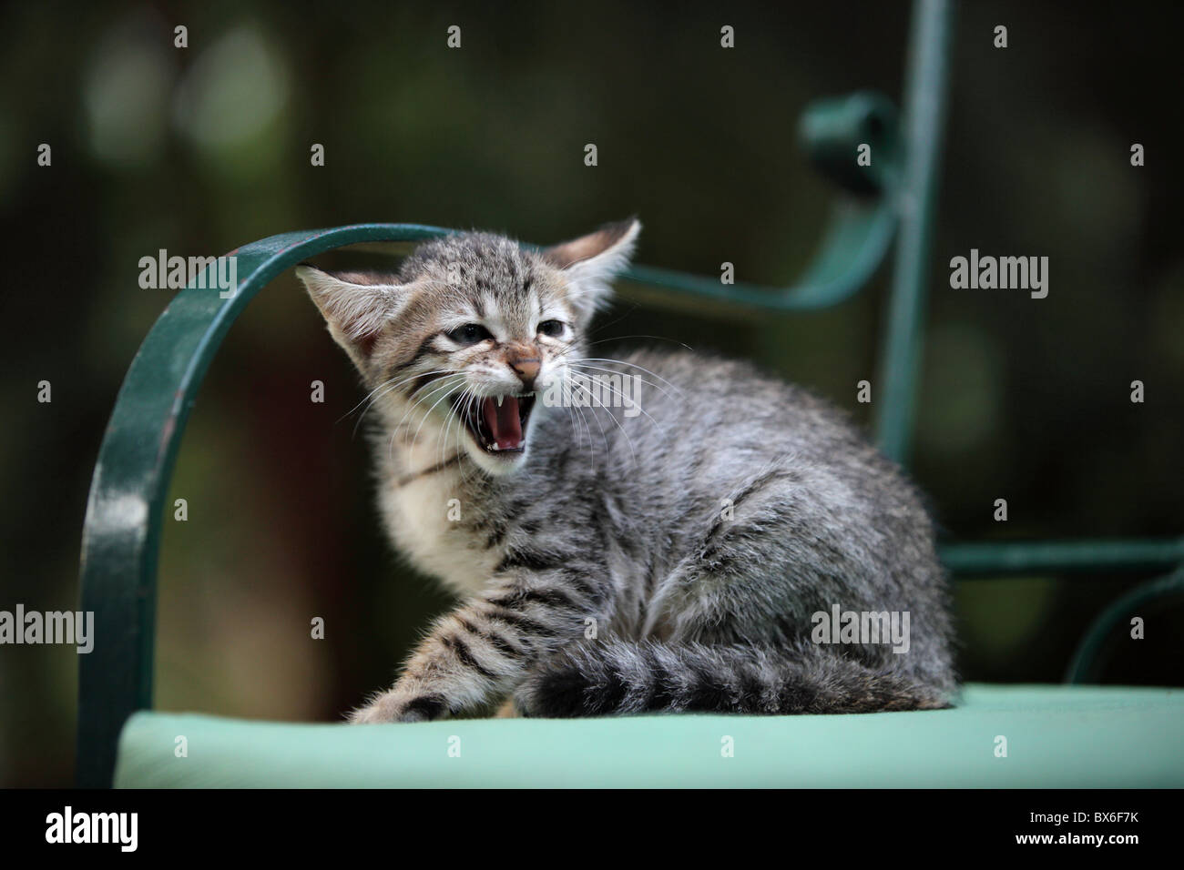 Indian Kitten High Resolution Stock Photography and Images - Alamy