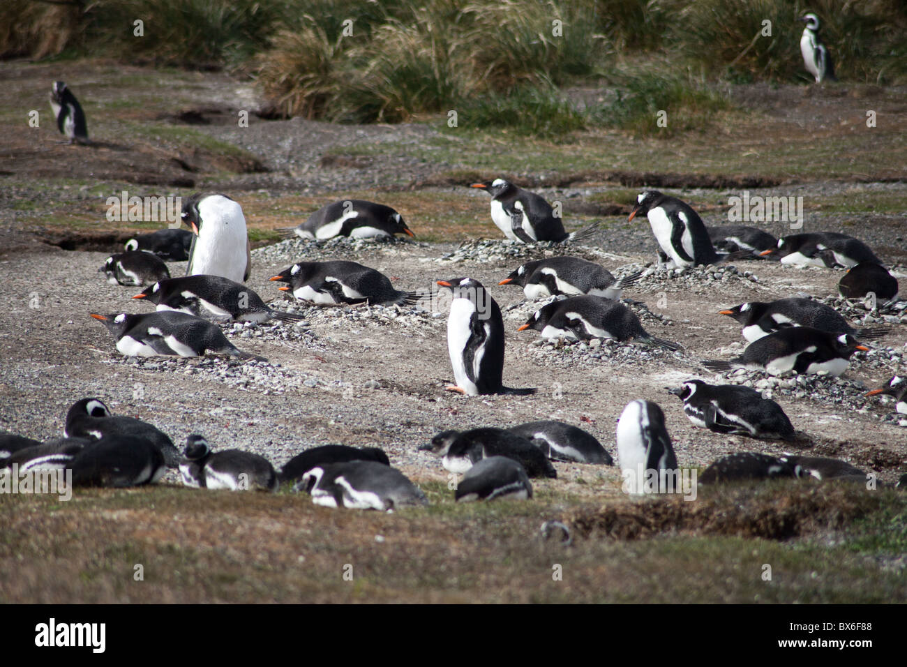 Penguins island hi-res stock photography and images - Alamy