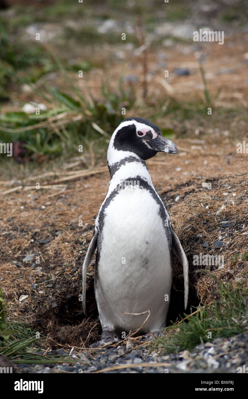 Magellanic Penguins on Martillo Island near Ushuaia, Argentina Stock ...