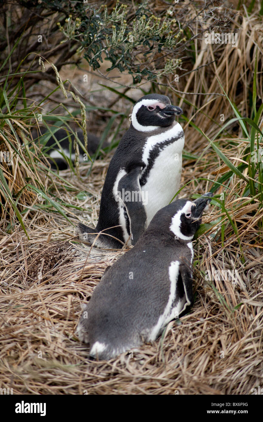 Magellanic Penguins on Martillo Island near Ushuaia, Argentina Stock ...