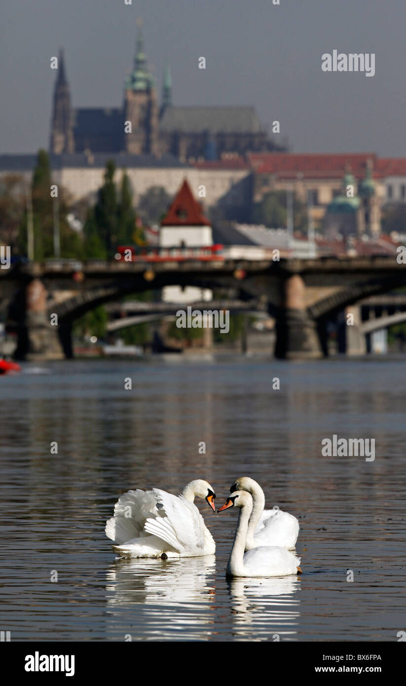 Prague, Vltava river, swans, Prague's Castle Stock Photo - Alamy