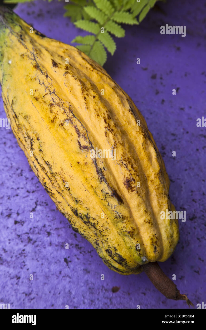 Yellow cacao pod against a blue background Stock Photo - Alamy